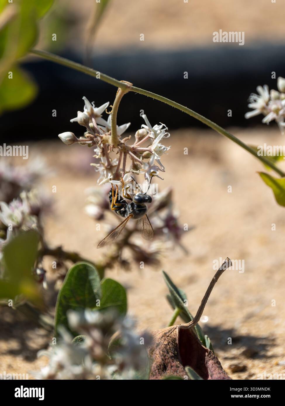 Sand wasp (Bembix oculata) wasp nectaring from Stranglewort flower ...