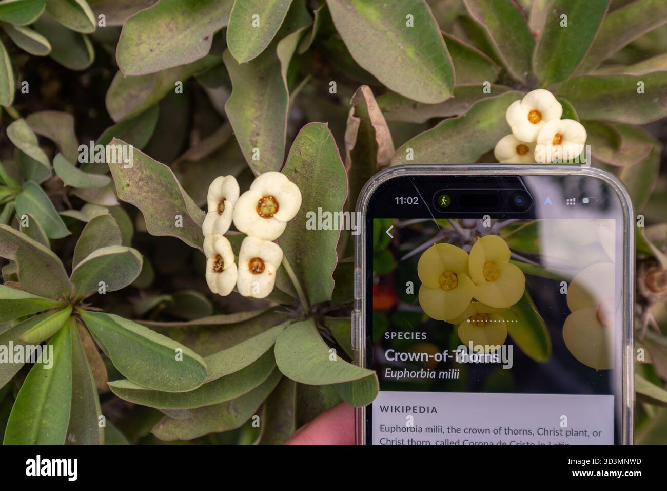 Smartphone citizen science app iNaturalist used to identify crown-of ...