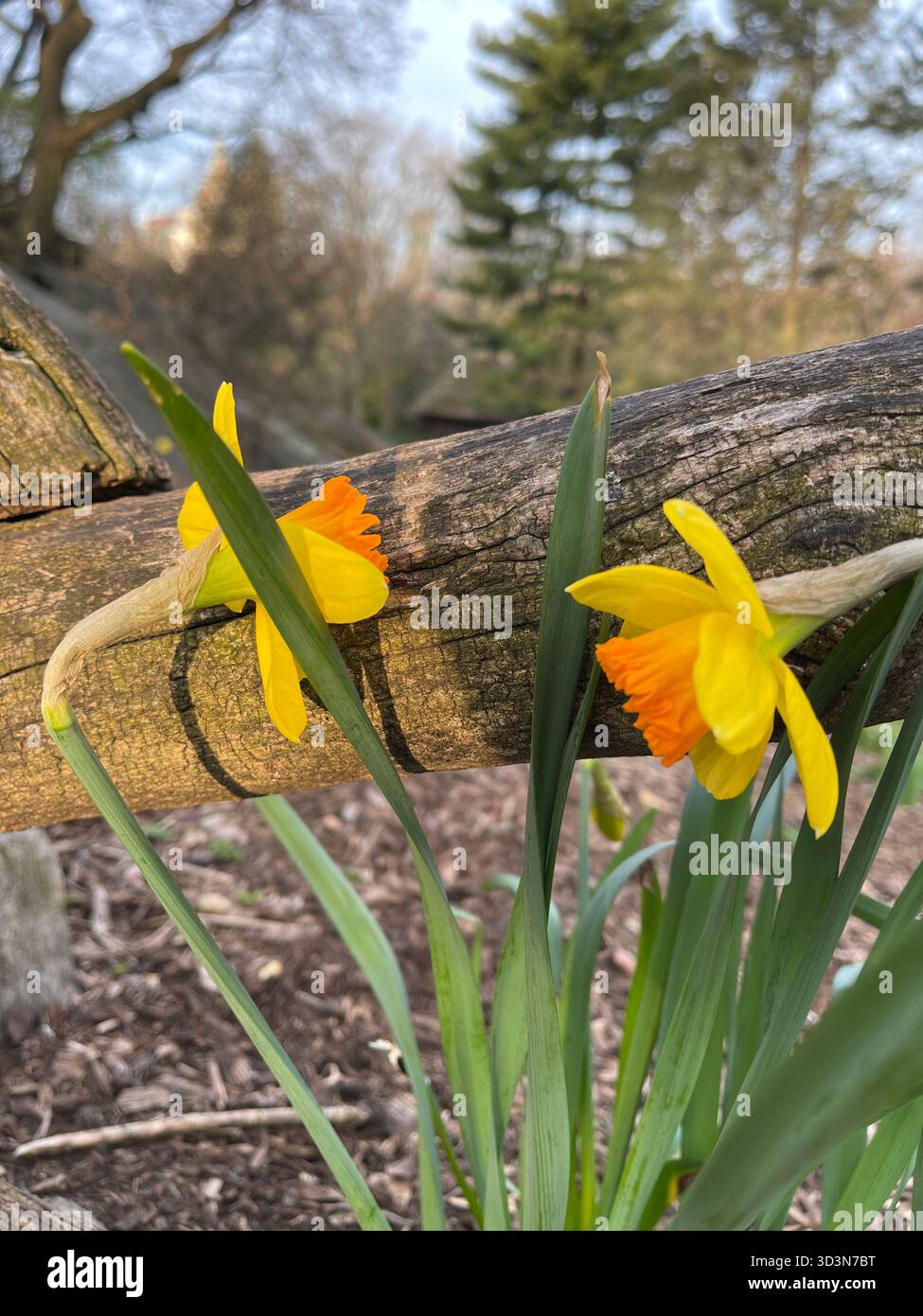 Central Park bursts into color with blooming daffodils Stock Photo - Alamy