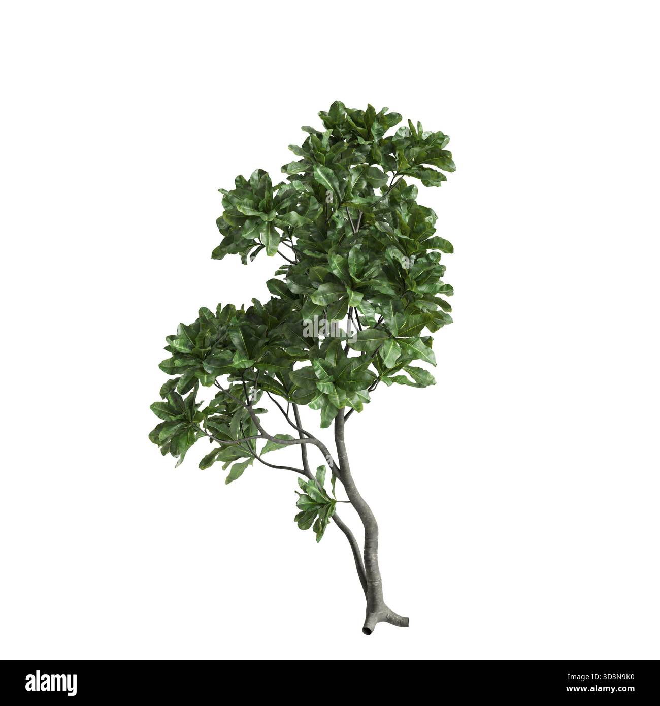 Trees shrubs landscaping Cut Out Stock Images & Pictures - Alamy