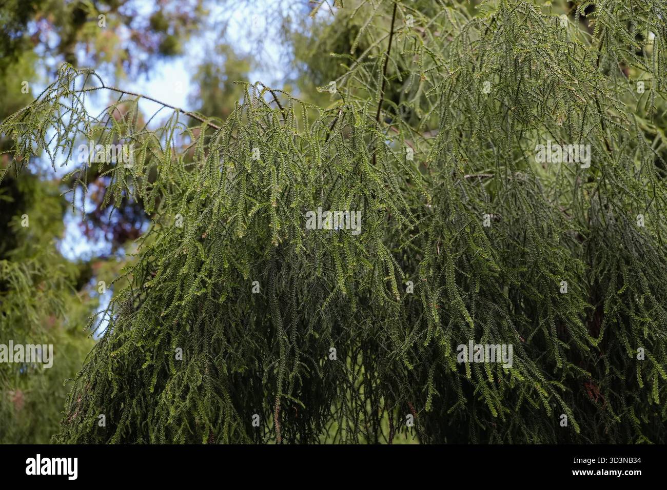 New zealand conifer tree hi-res stock photography and images - Alamy
