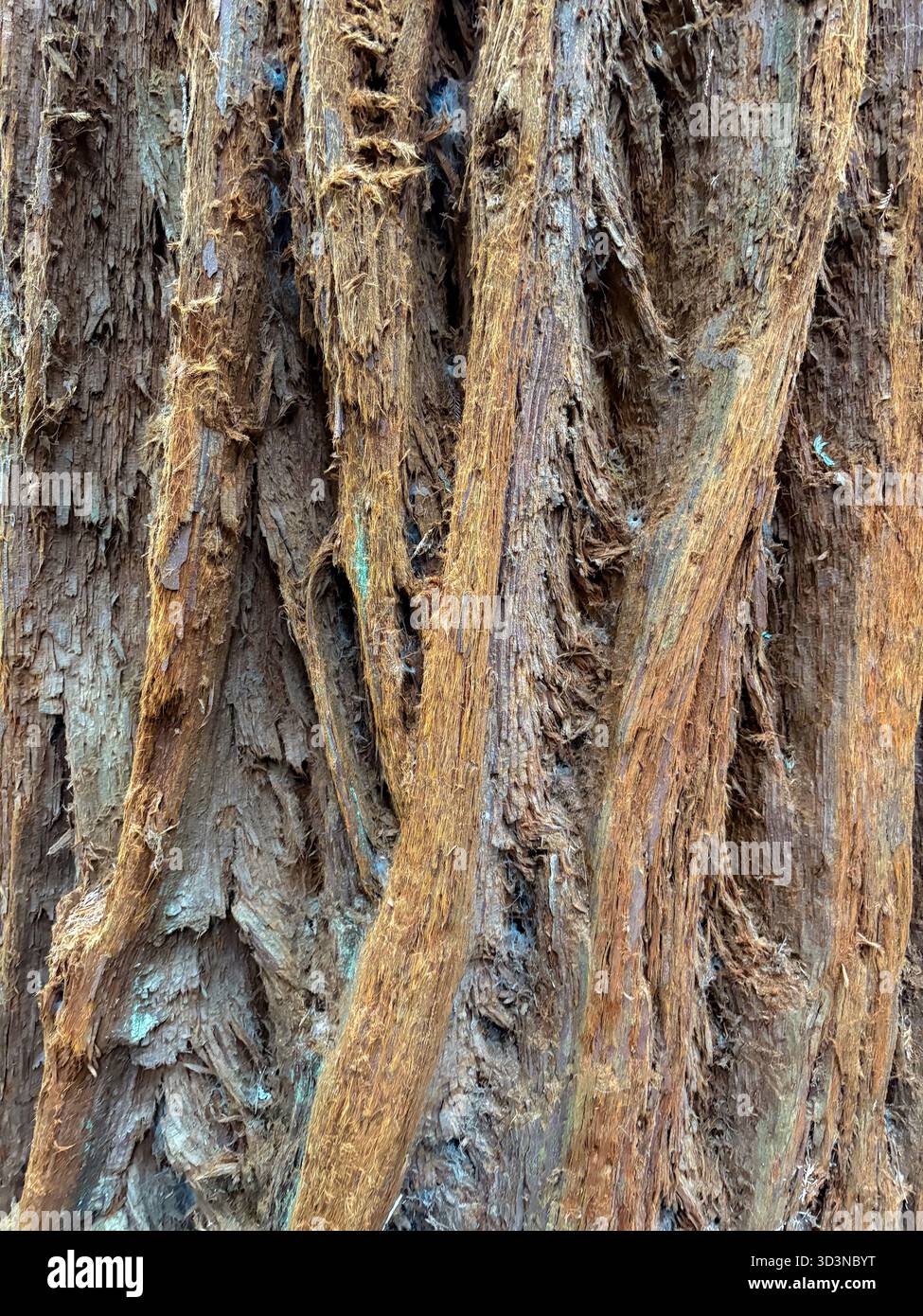 Close-up of Coast Redwood (Sequoia sempervirens) bark, showing its ...
