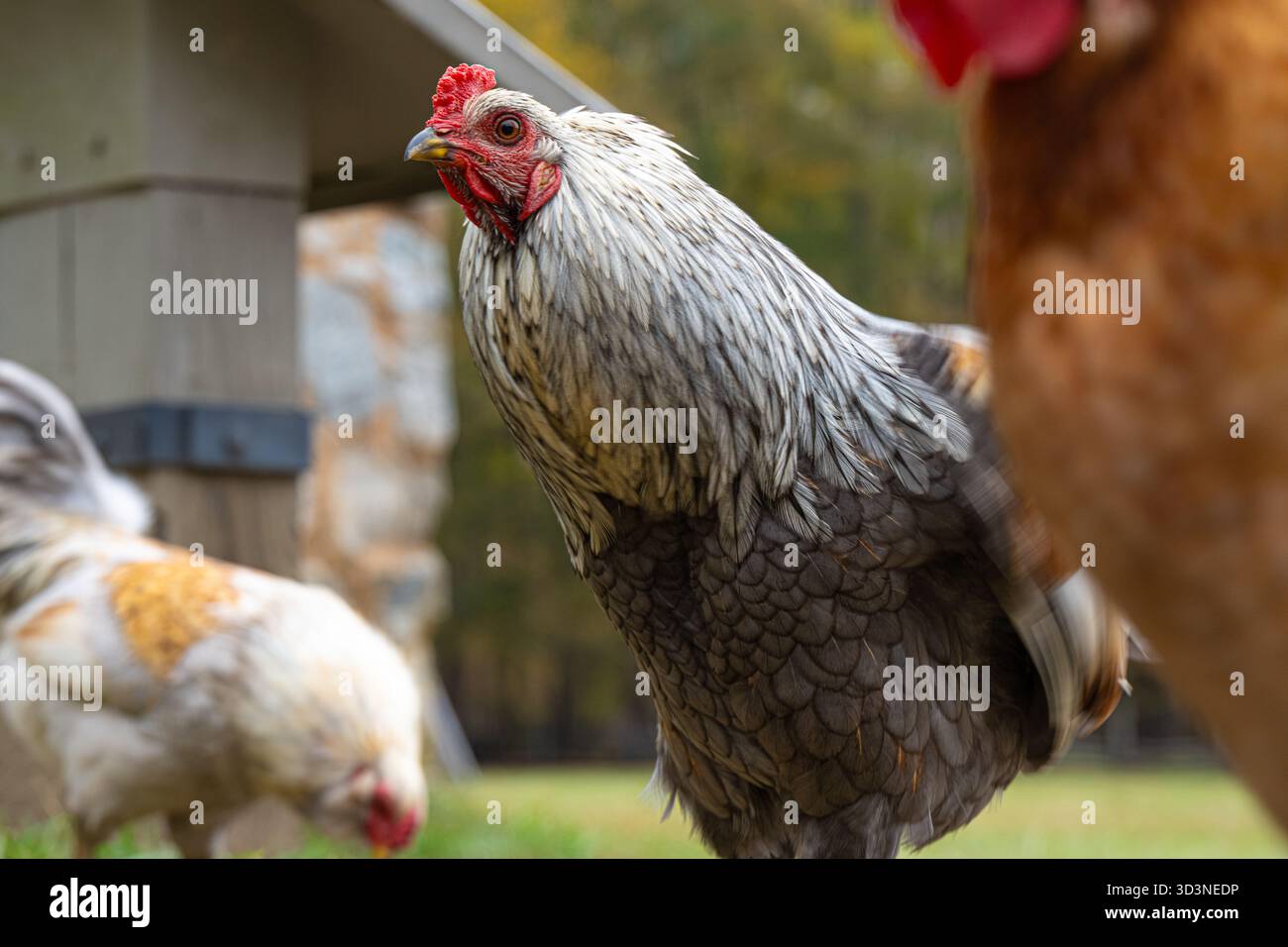 Free-range chickens at the Oconaluftee Mountain Farm Museum in Great ...
