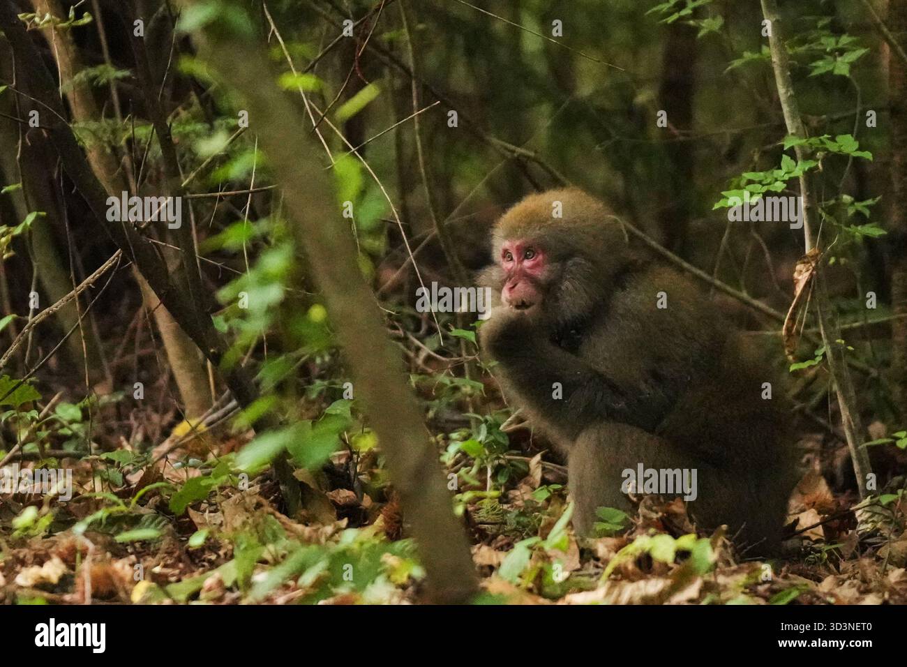 A monkey takes a bite of a plant in the woods near a residential area ...