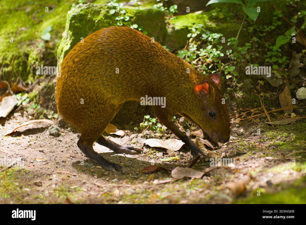 Cherenga hi-res stock photography and images - Alamy
