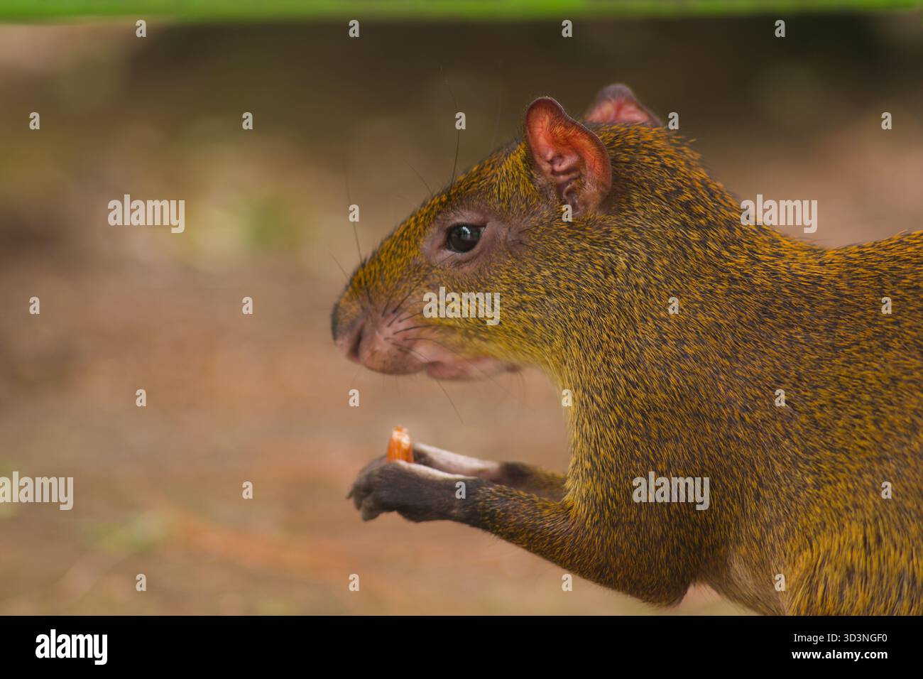 Cherenga hi-res stock photography and images - Alamy
