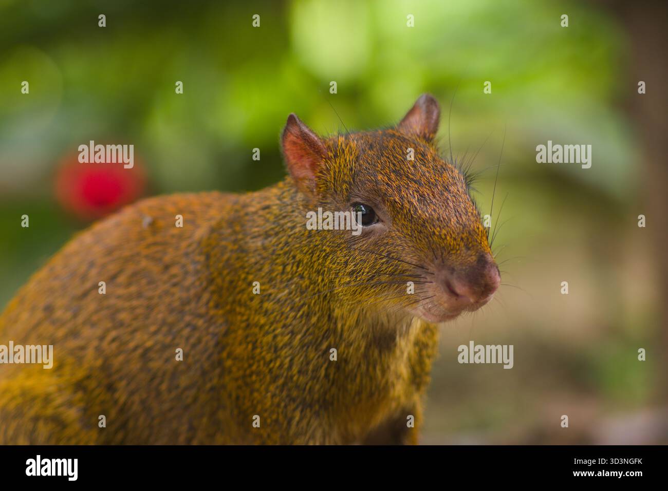 Cherenga hi-res stock photography and images - Alamy