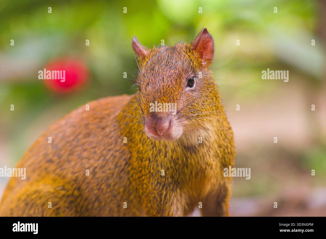 Cherenga hi-res stock photography and images - Alamy