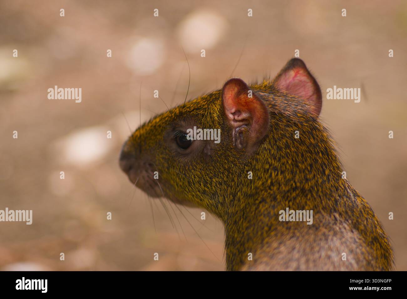 Cotuza is a rodent that lives in tropical forests, these photos were ...