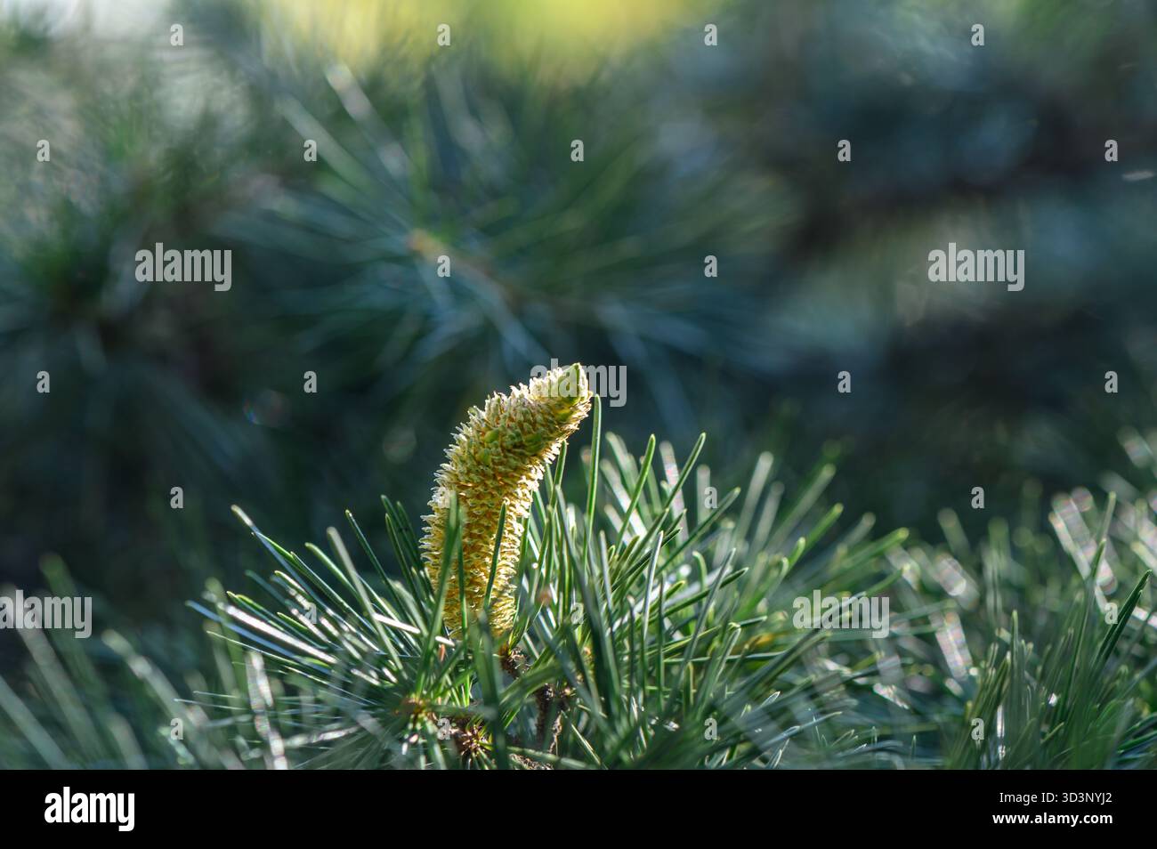 A detailed close-up shot of lush conifer tree branches with a single ...