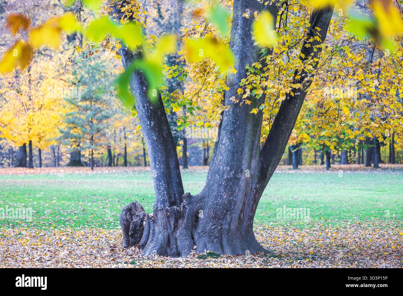 Autumnal tree with yellow leaves shedding on a grassy field. Calm ...