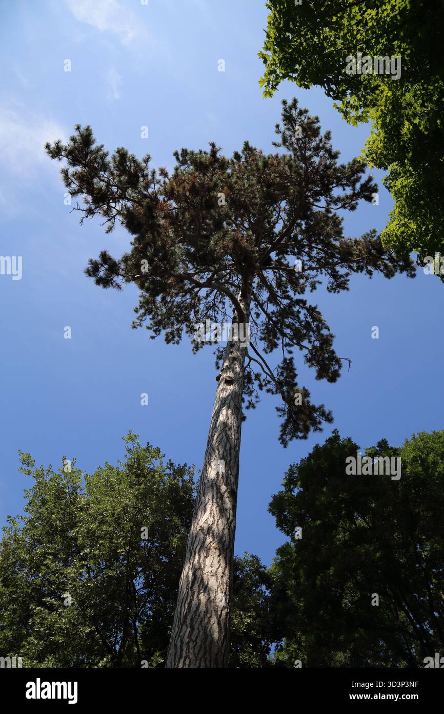Tall pine tree reaching hi-res stock photography and images - Alamy