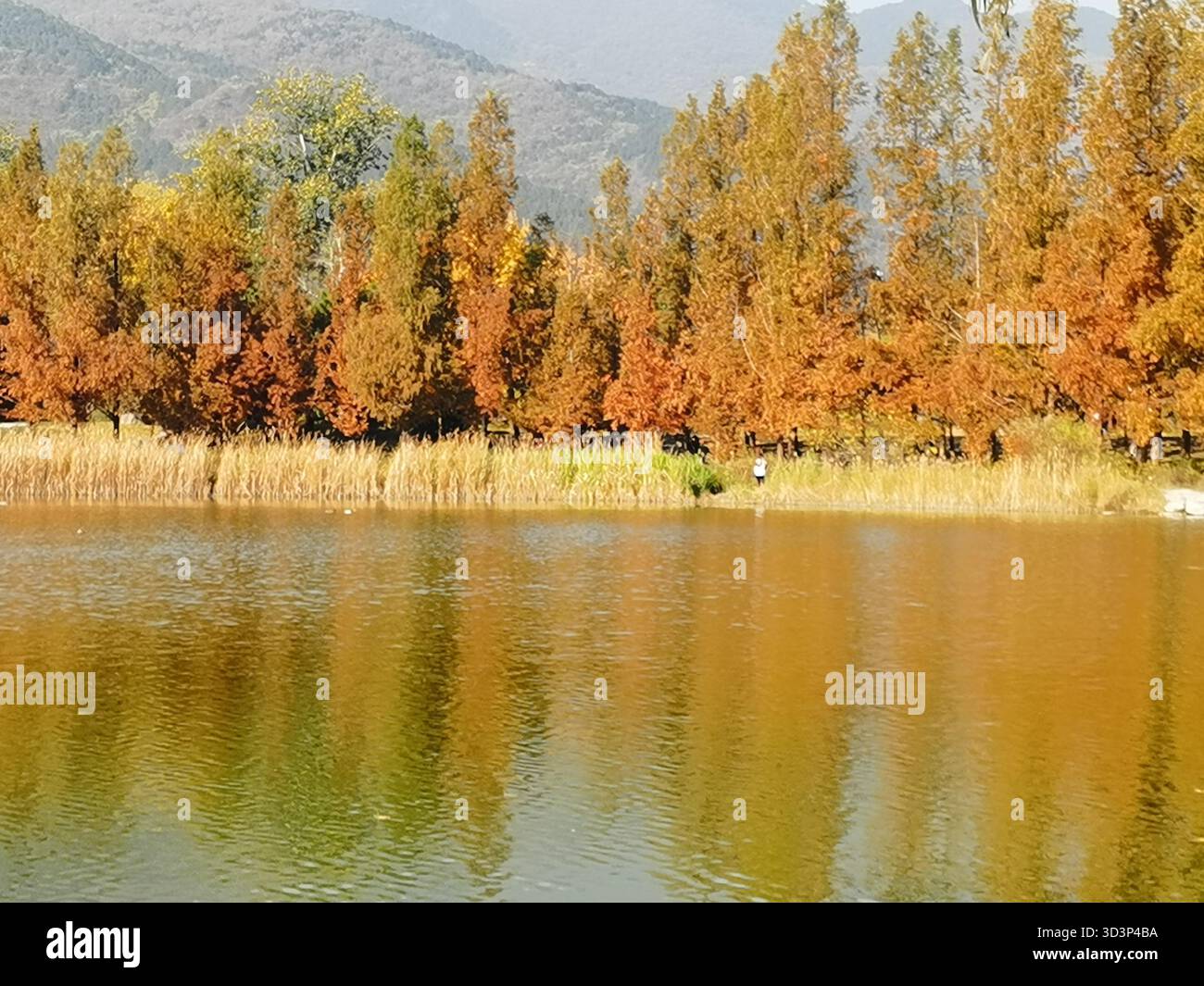 Autumn scenery of the China National Botanical Garden in Beijing, China ...