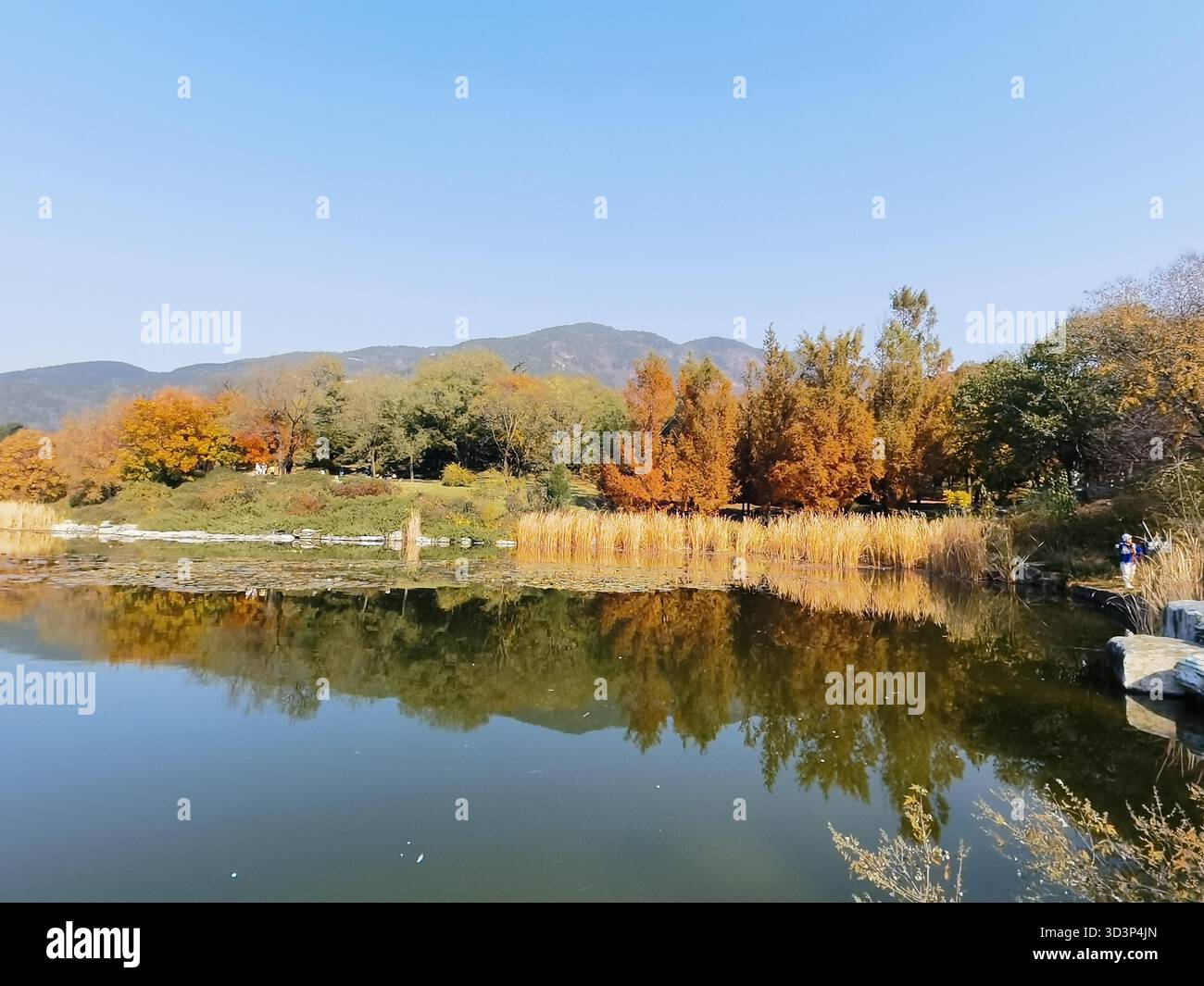 Autumn scenery of the China National Botanical Garden in Beijing, China ...