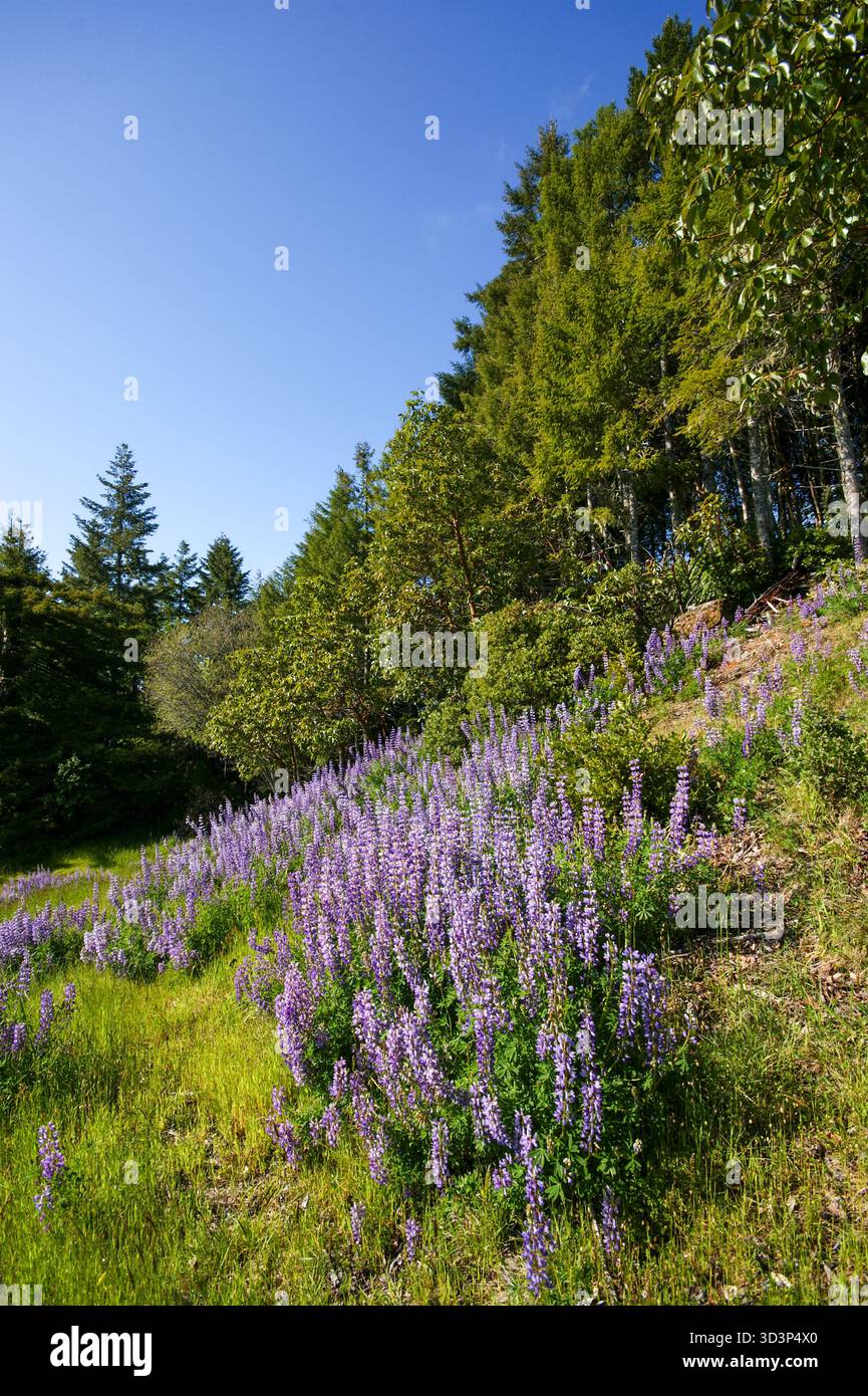 Usa california lupine blooming hi-res stock photography and images - Alamy