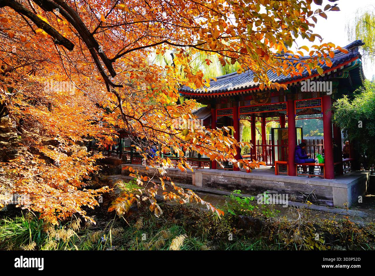 Autumn scenery at the Summer Palace in Beijing, China, 4 November, 2025 ...