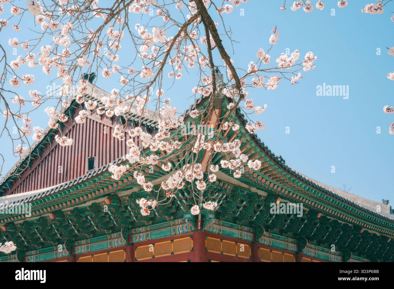 Spring Blooms on Korean Heritage Stock Photo - Alamy