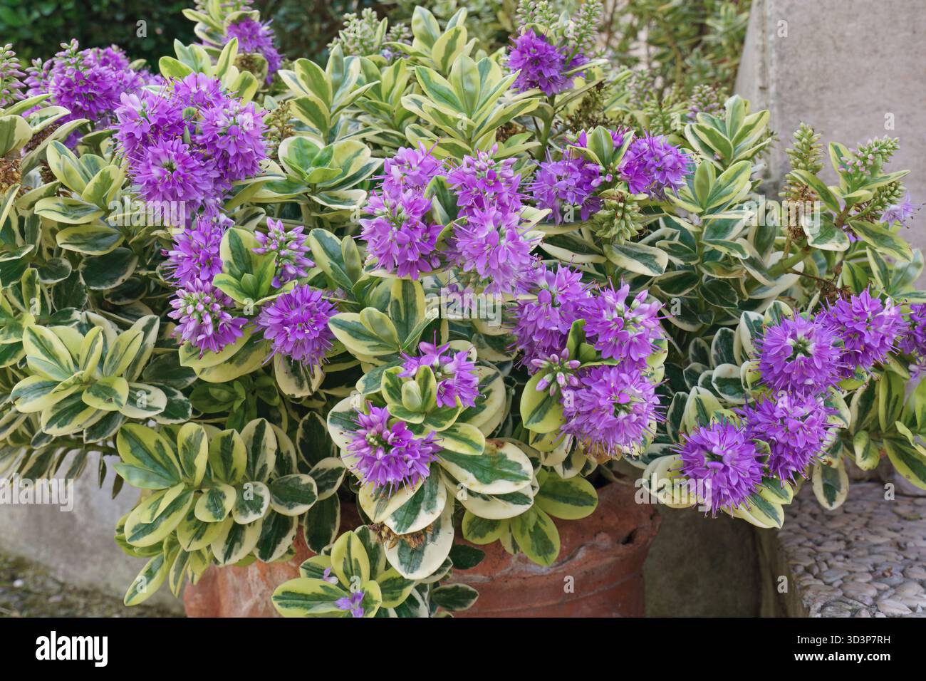 Veronica x franciscana hi-res stock photography and images - Alamy