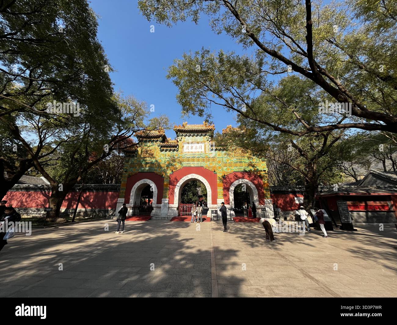 Ancient ginkgo trees at Wofo Temple attract tourists in Beijing, China ...