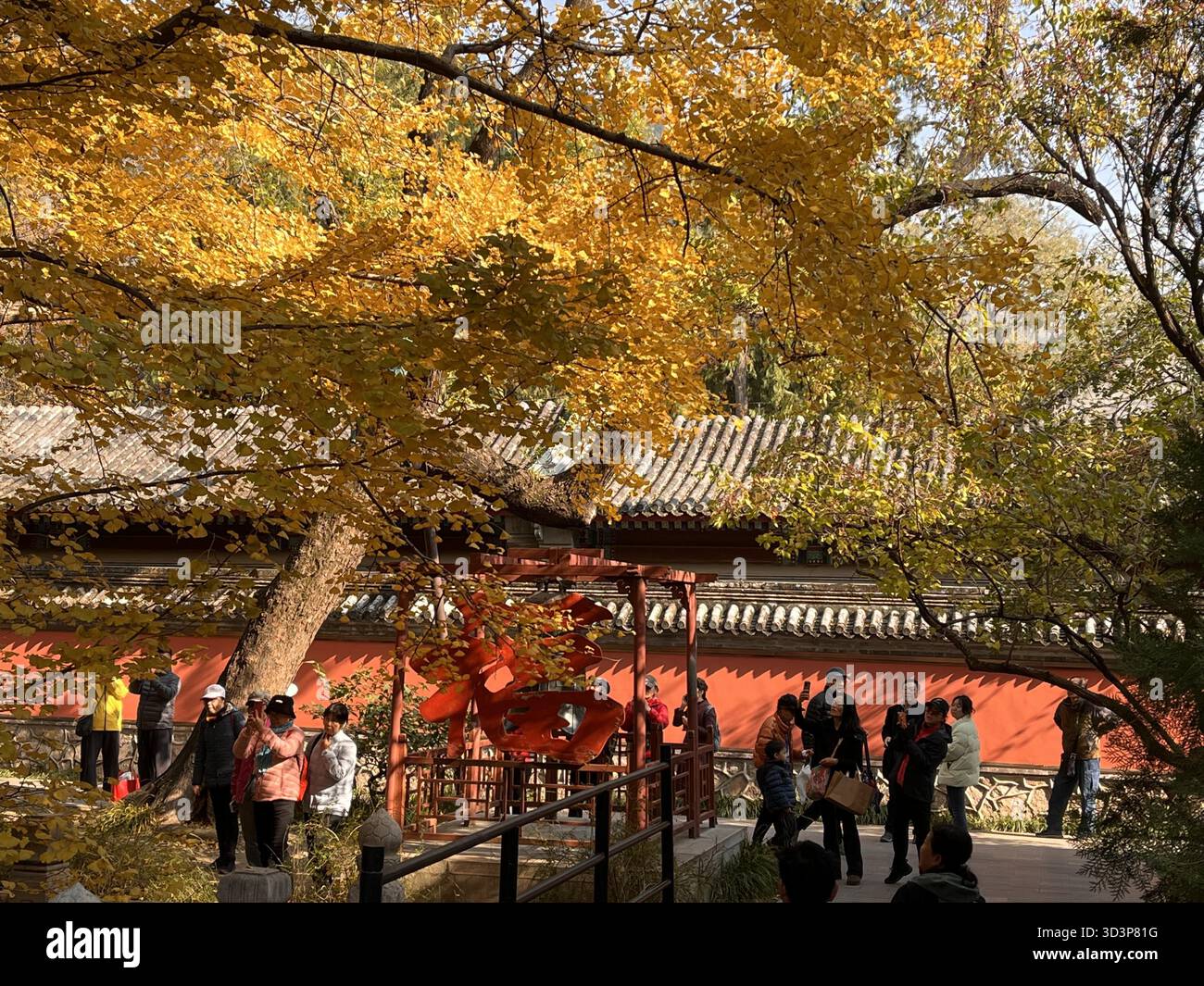 Ancient ginkgo trees at Wofo Temple attract tourists in Beijing, China ...