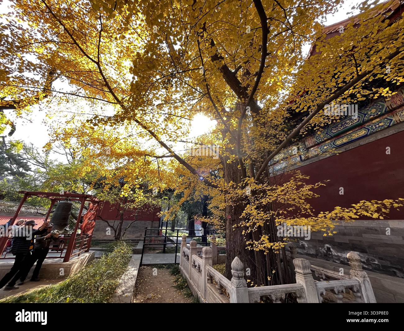 Ancient ginkgo trees at Wofo Temple attract tourists in Beijing, China ...