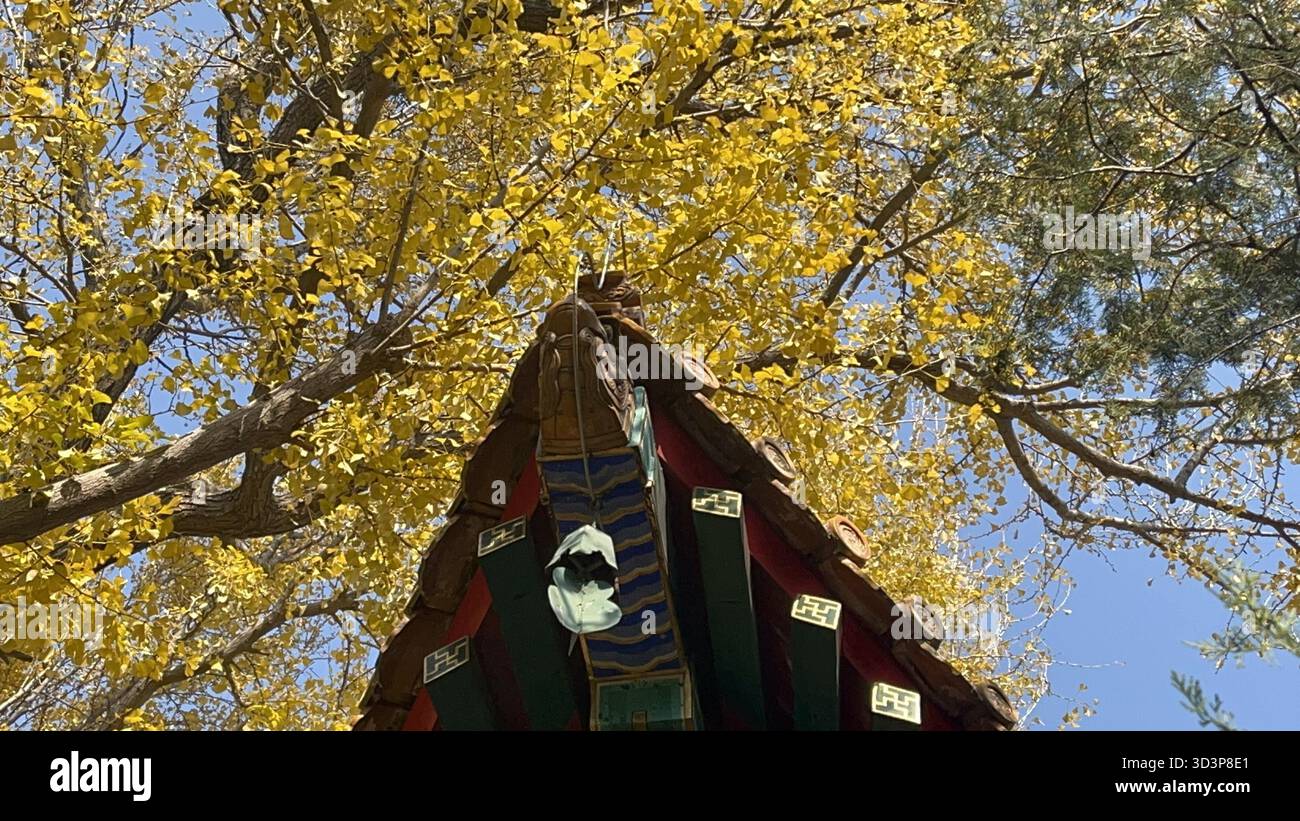 Ancient ginkgo trees at Wofo Temple attract tourists in Beijing, China ...