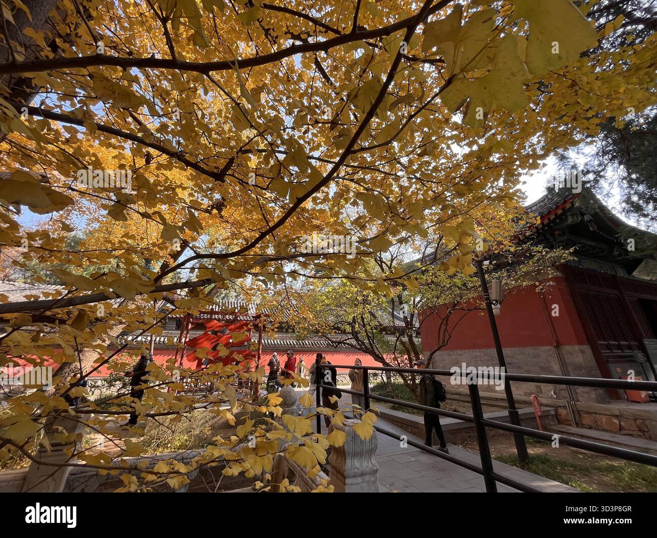 Ancient ginkgo trees at Wofo Temple attract tourists in Beijing, China ...
