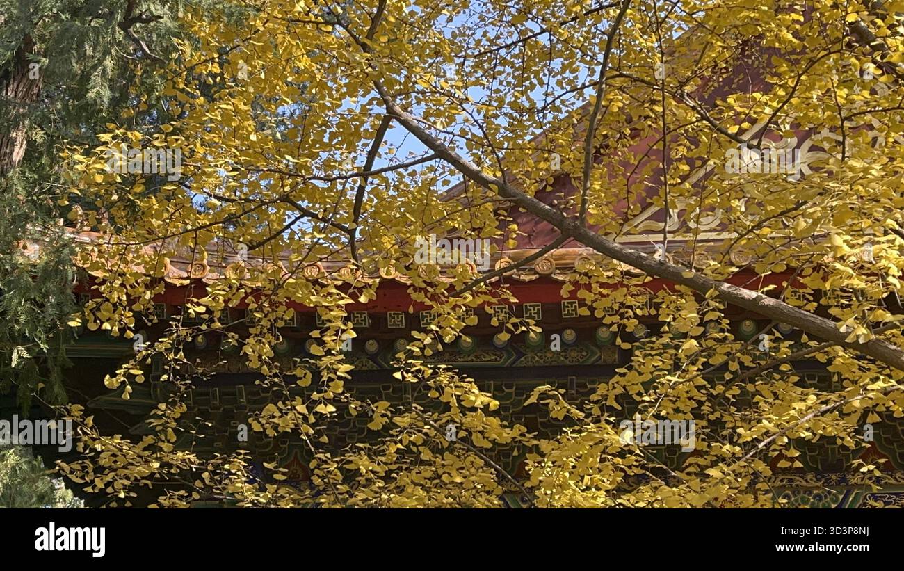 Ancient ginkgo trees at Wofo Temple attract tourists in Beijing, China ...