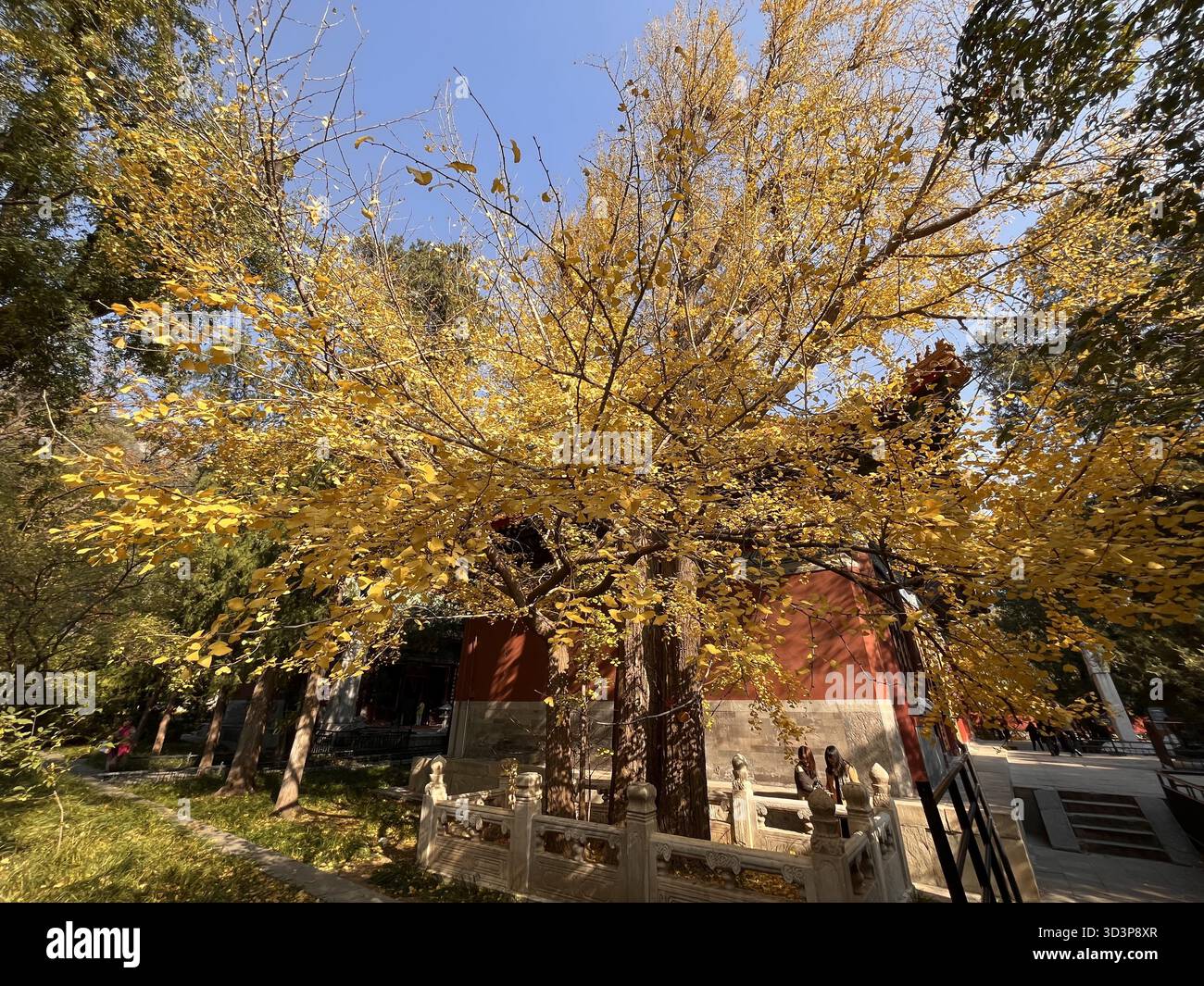Ancient ginkgo trees at Wofo Temple attract tourists in Beijing, China ...