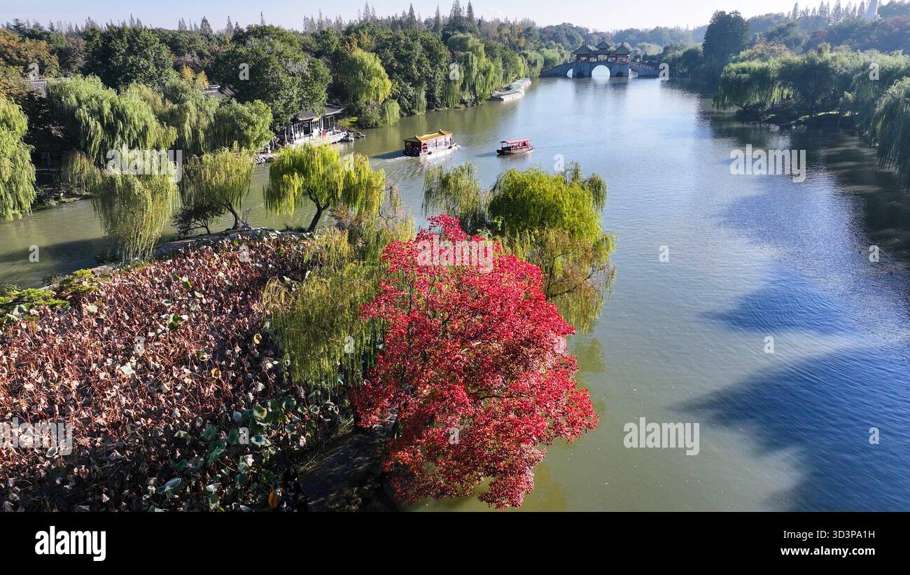 Chrysanthemum flowers are in full bloom at Slender West Lake scenic ...