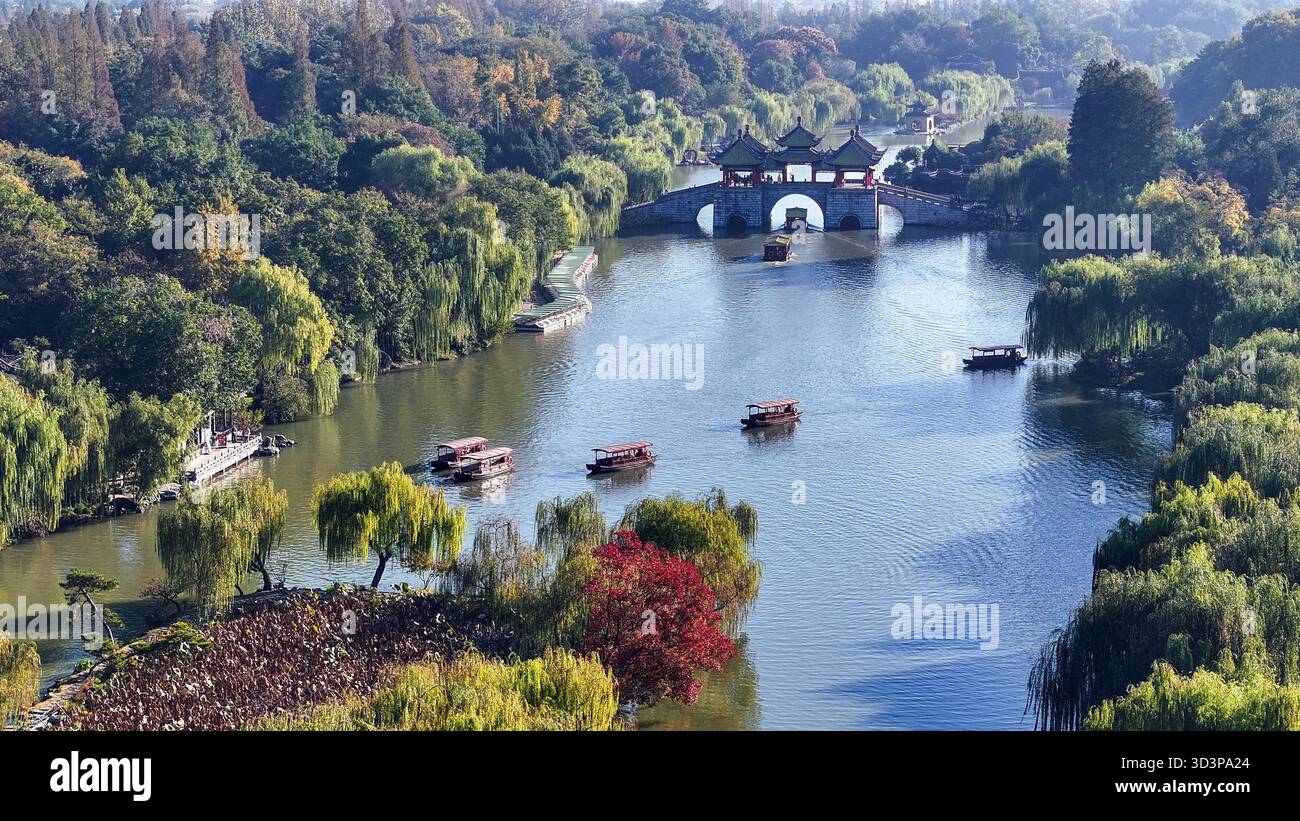 Chrysanthemum flowers are in full bloom at Slender West Lake scenic ...