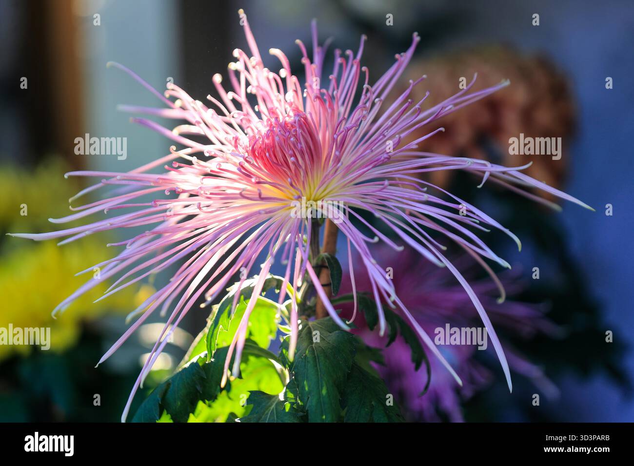 Chrysanthemum flowers are in full bloom at Slender West Lake scenic ...