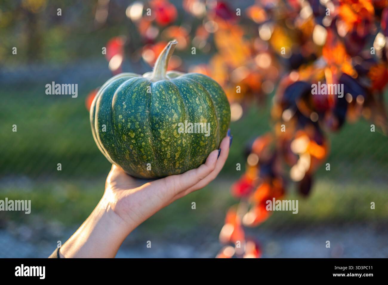 Green pumpkin held in hi-res stock photography and images - Alamy
