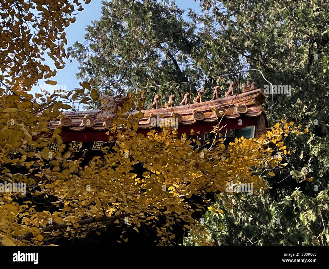 Ancient ginkgo trees at Wofo Temple attract tourists in Beijing, China ...