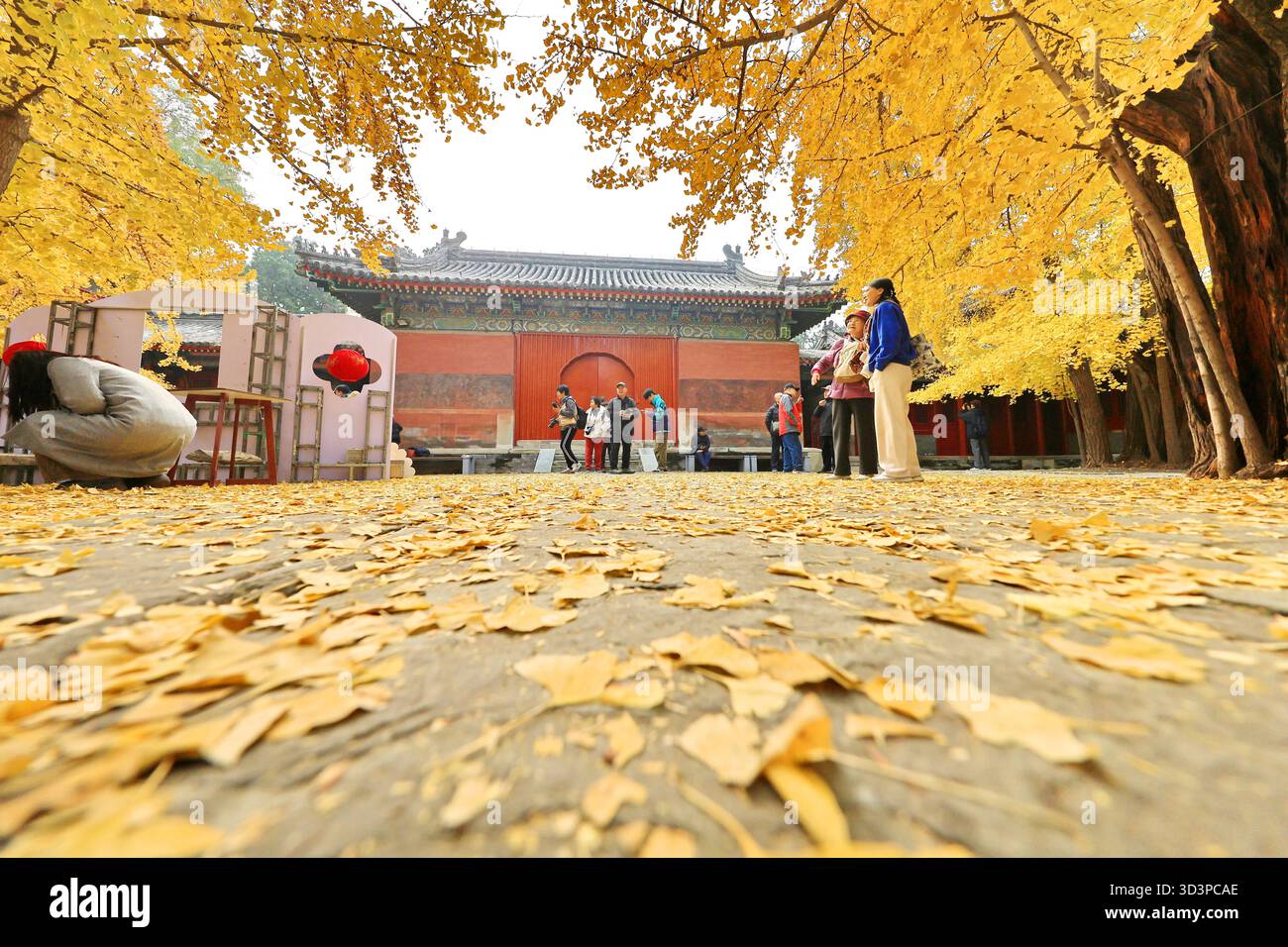 A 300-year-old ginkgo tree at Cheng'en Temple enters the best viewing ...