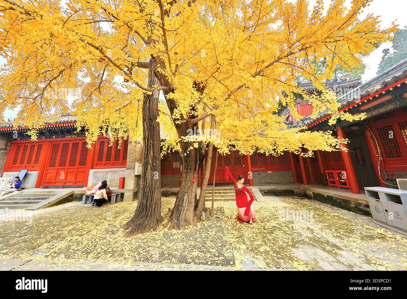 A 300-year-old ginkgo tree at Cheng'en Temple enters the best viewing ...