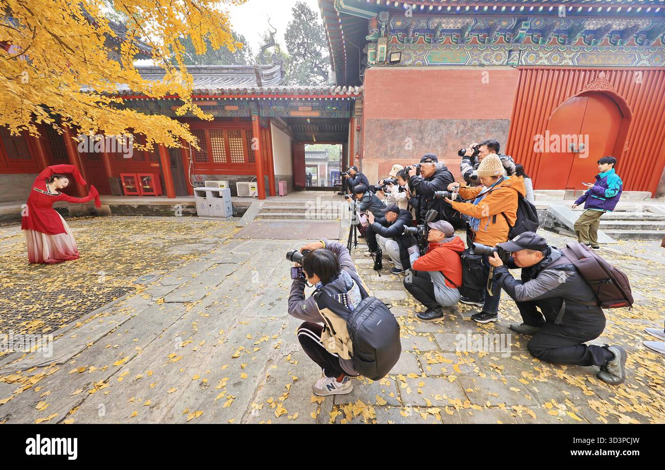 A 300-year-old ginkgo tree at Cheng'en Temple enters the best viewing ...