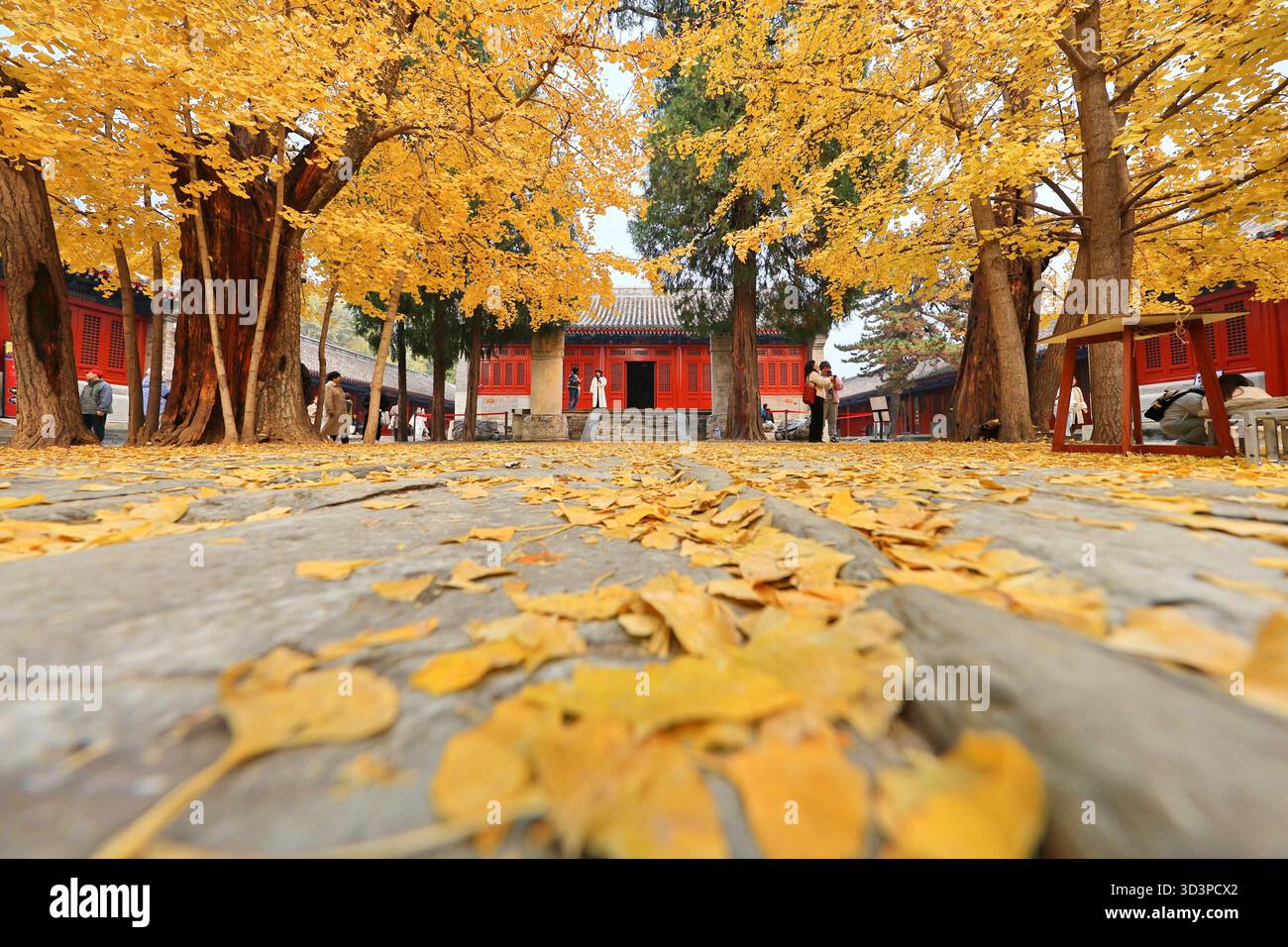A 300-year-old ginkgo tree at Cheng'en Temple enters the best viewing ...