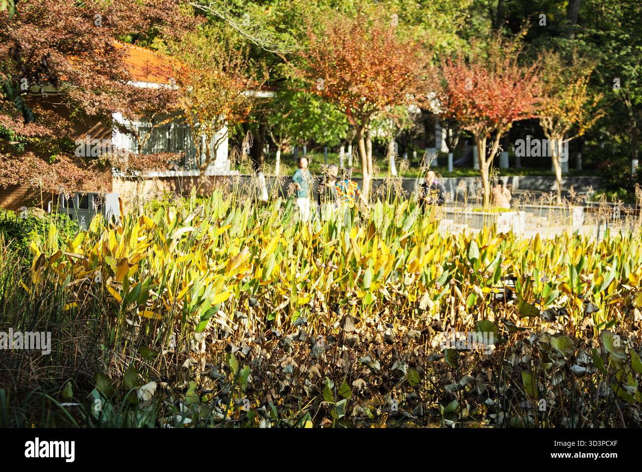 Autumn scenery at the Yuhuatai scenic area in Nanjing City, east China ...