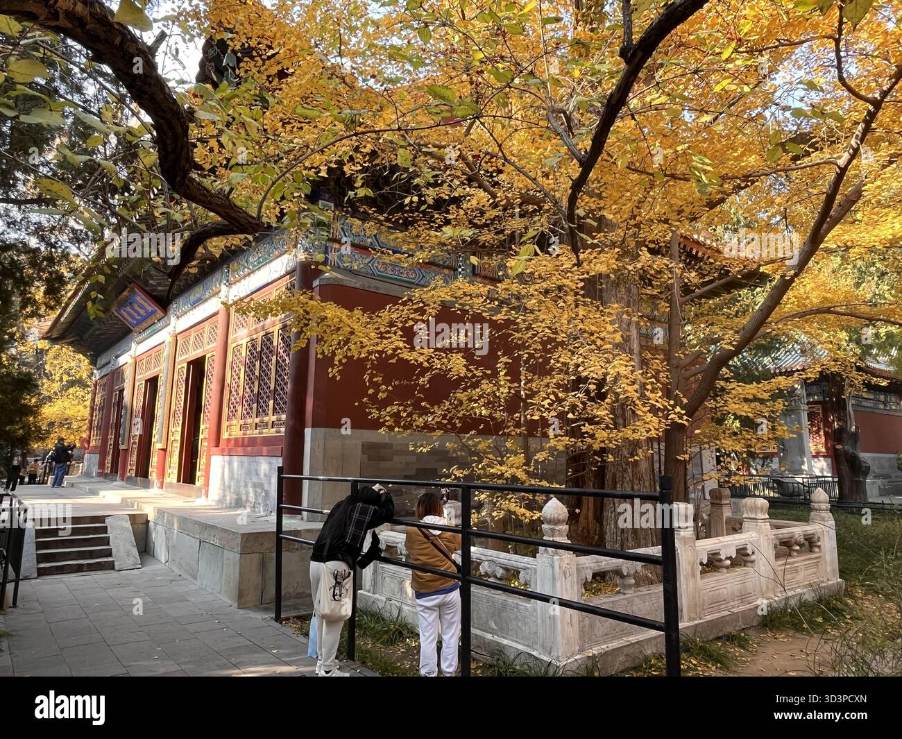 Ancient ginkgo trees at Wofo Temple attract tourists in Beijing, China ...