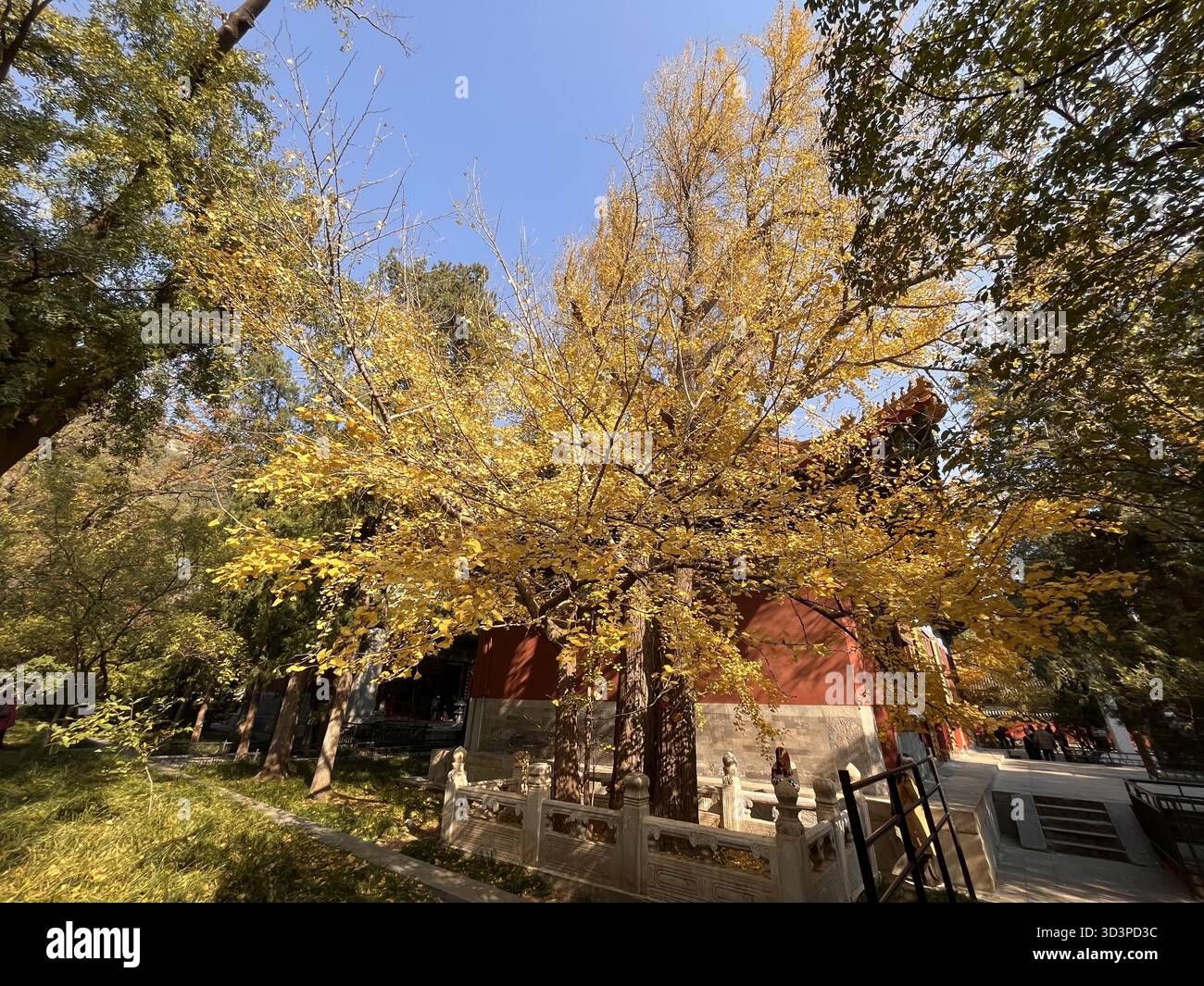 Ancient ginkgo trees at Wofo Temple attract tourists in Beijing, China ...
