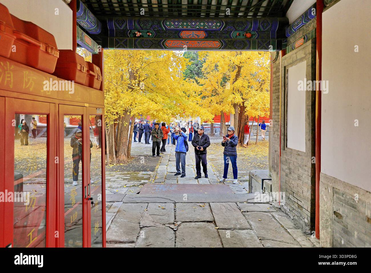 A 300-year-old ginkgo tree at Cheng'en Temple enters the best viewing ...