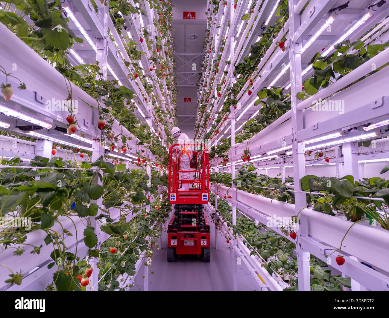 Staff members work at a super strawberry plant factory in Wenjiang ...