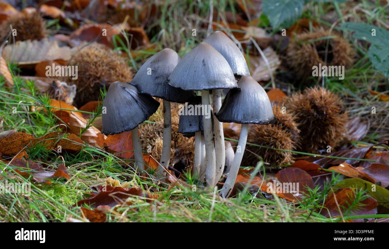 Coprinopsis atramentaria inky cap hi-res stock photography and images ...