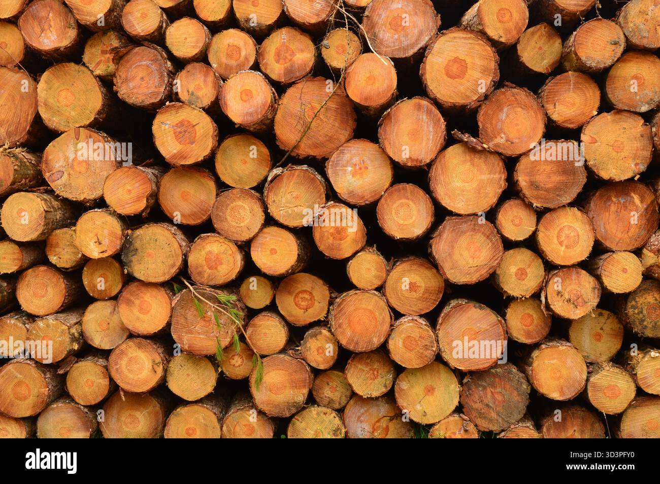 Stacked Tree Logs Showing Circular Cuts and Natural Wood Texture Stock ...