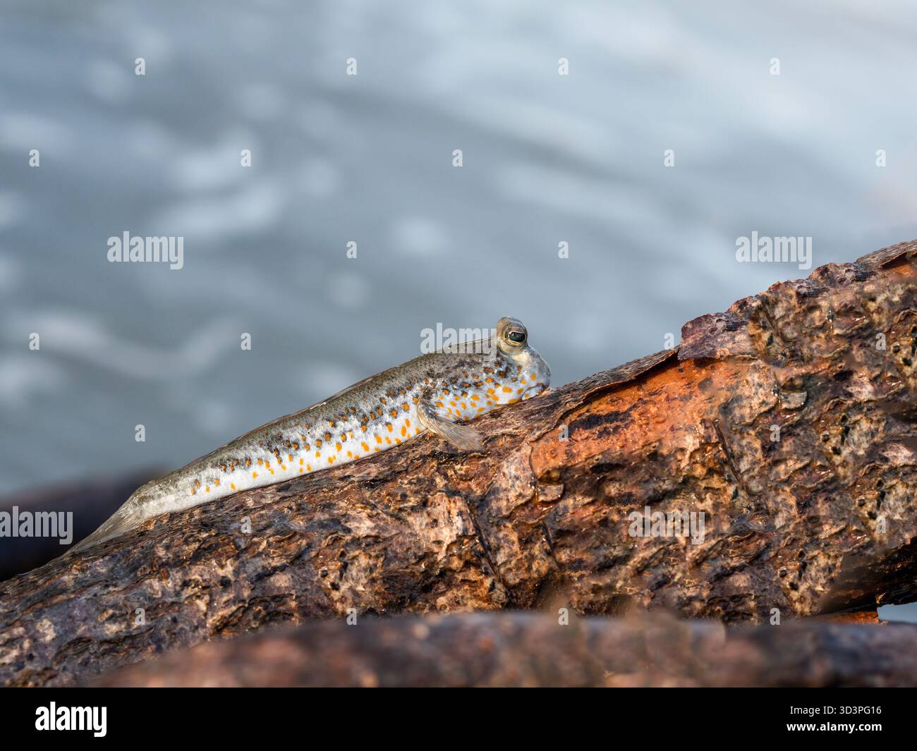 Mudskipper climbing a tree hi-res stock photography and images - Alamy