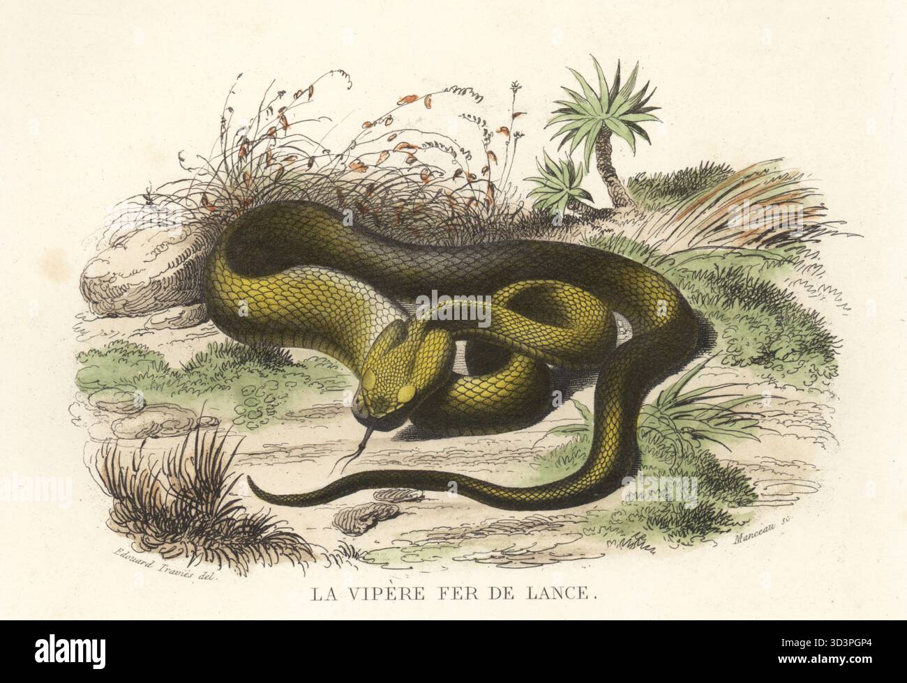Mapepire balsain hi-res stock photography and images - Alamy