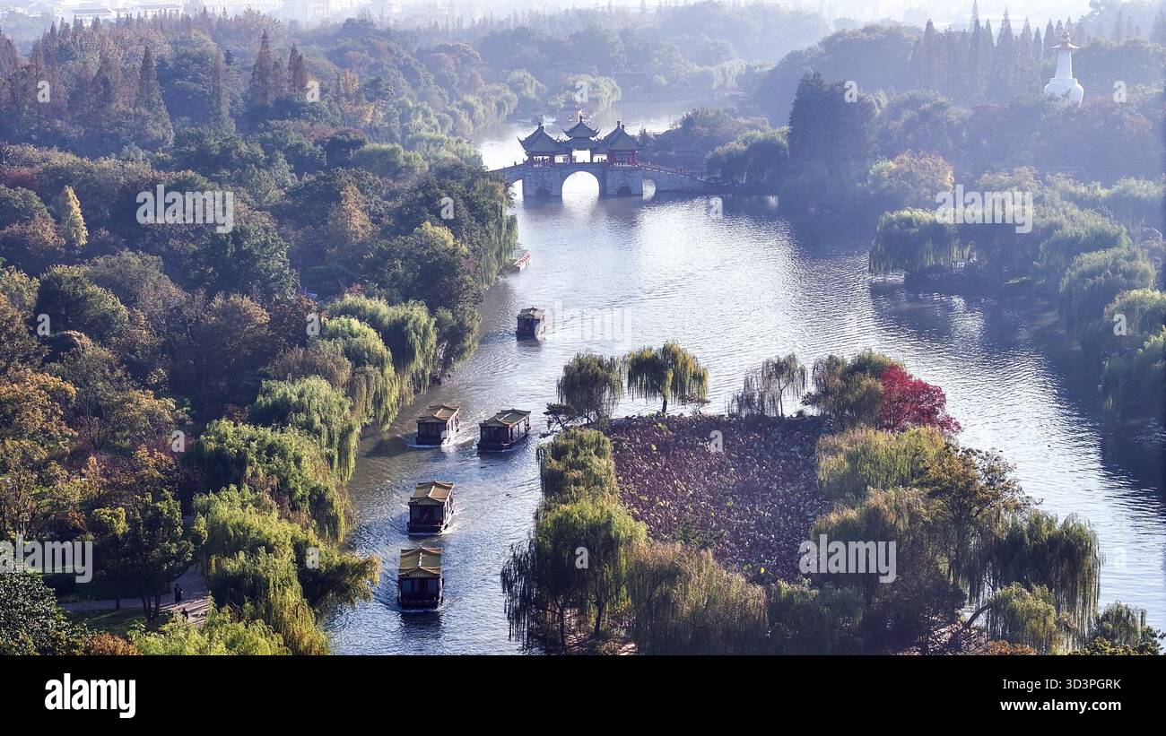 Chrysanthemum flowers are in full bloom at Slender West Lake scenic ...