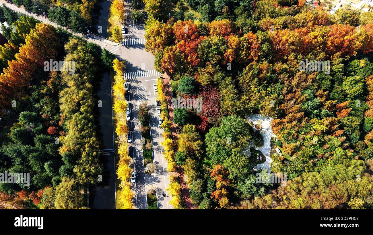Aerial photo shows the autumn scenery of Shandong University of Science ...