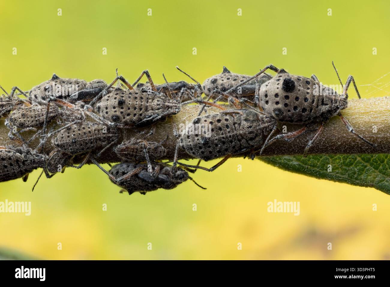 Giant willow aphids hi-res stock photography and images - Alamy